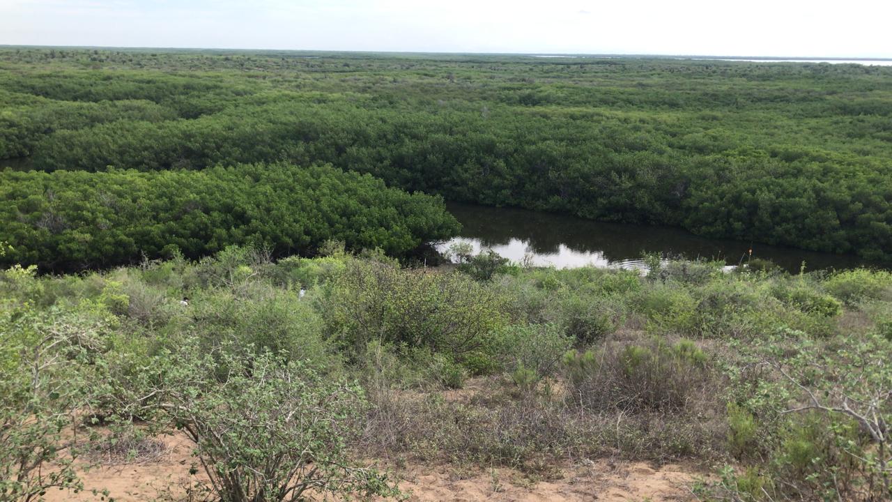 Los manglares de la Angostura, Sinaloa y su rol en la acción climática ...