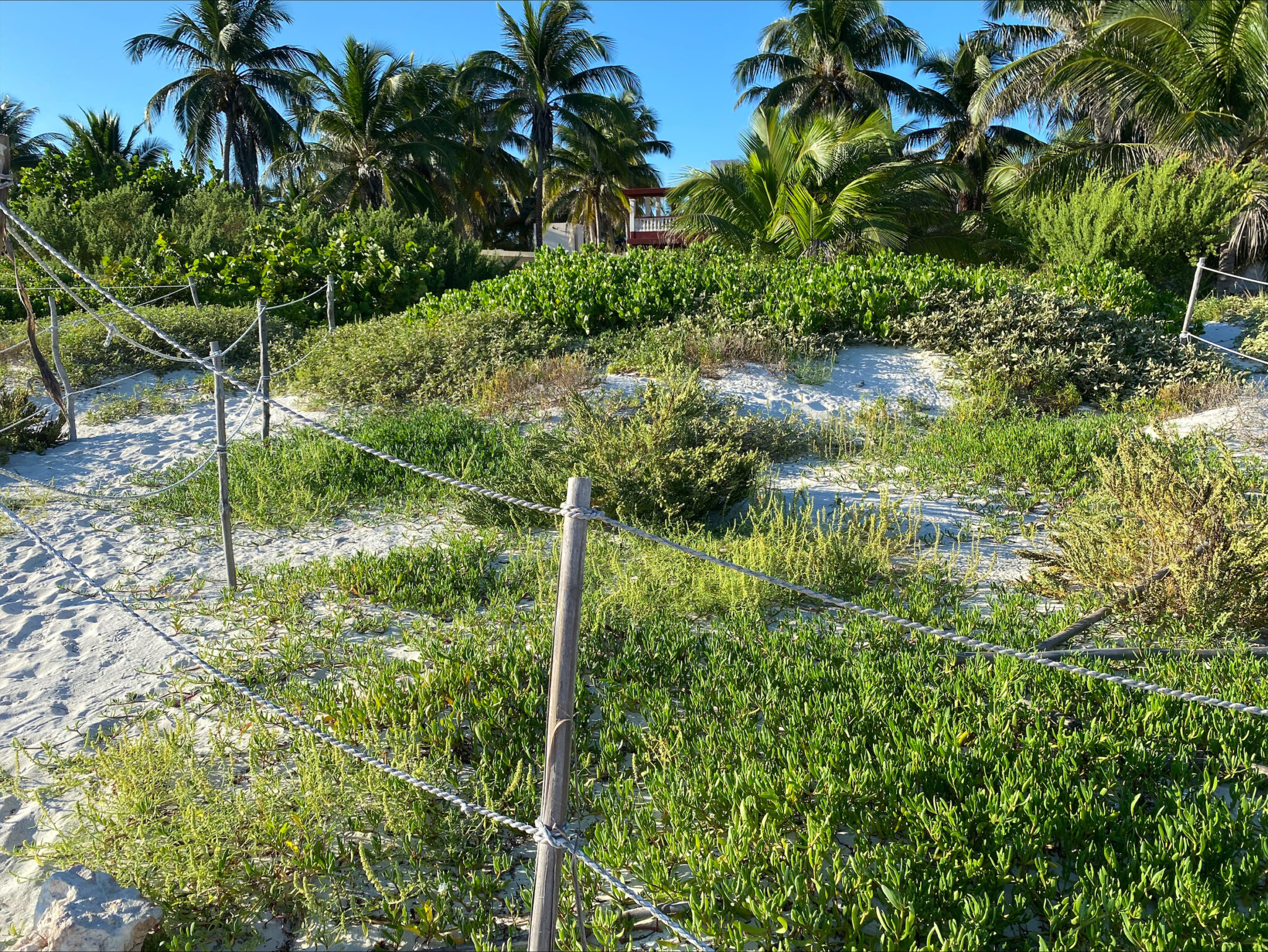 Restauración de dunas costeras como medida de adaptación al cambio ...