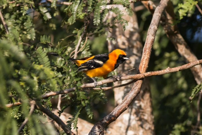 El Xook K’iin: Conocimiento ancestral Maya sobre los factores que ...