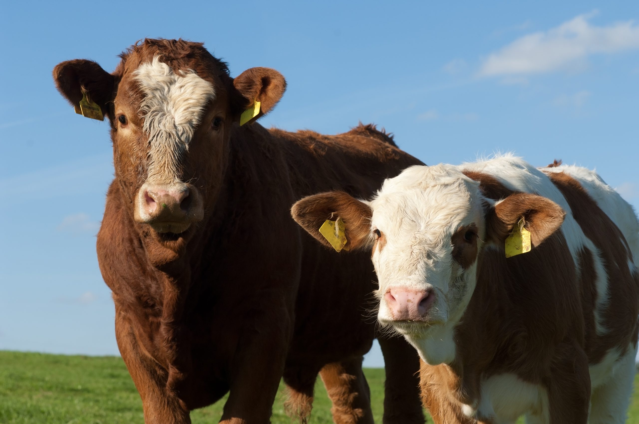 Familias ganaderas de México contribuyen a conservar la biodiversidad ...